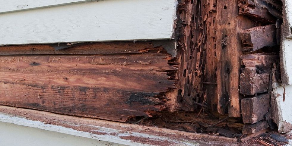 Home - Auckland Building Surveying